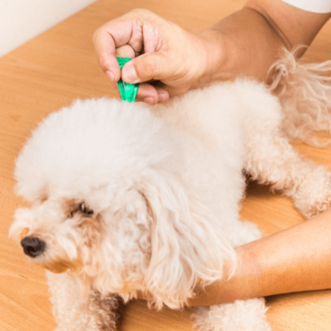 Pet Parasite Control in Saline, MI | Animal Medical Center